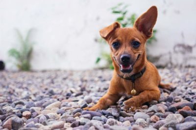 Key Elements While Considering Dog’s Surroundings - PetCentral by Puprise